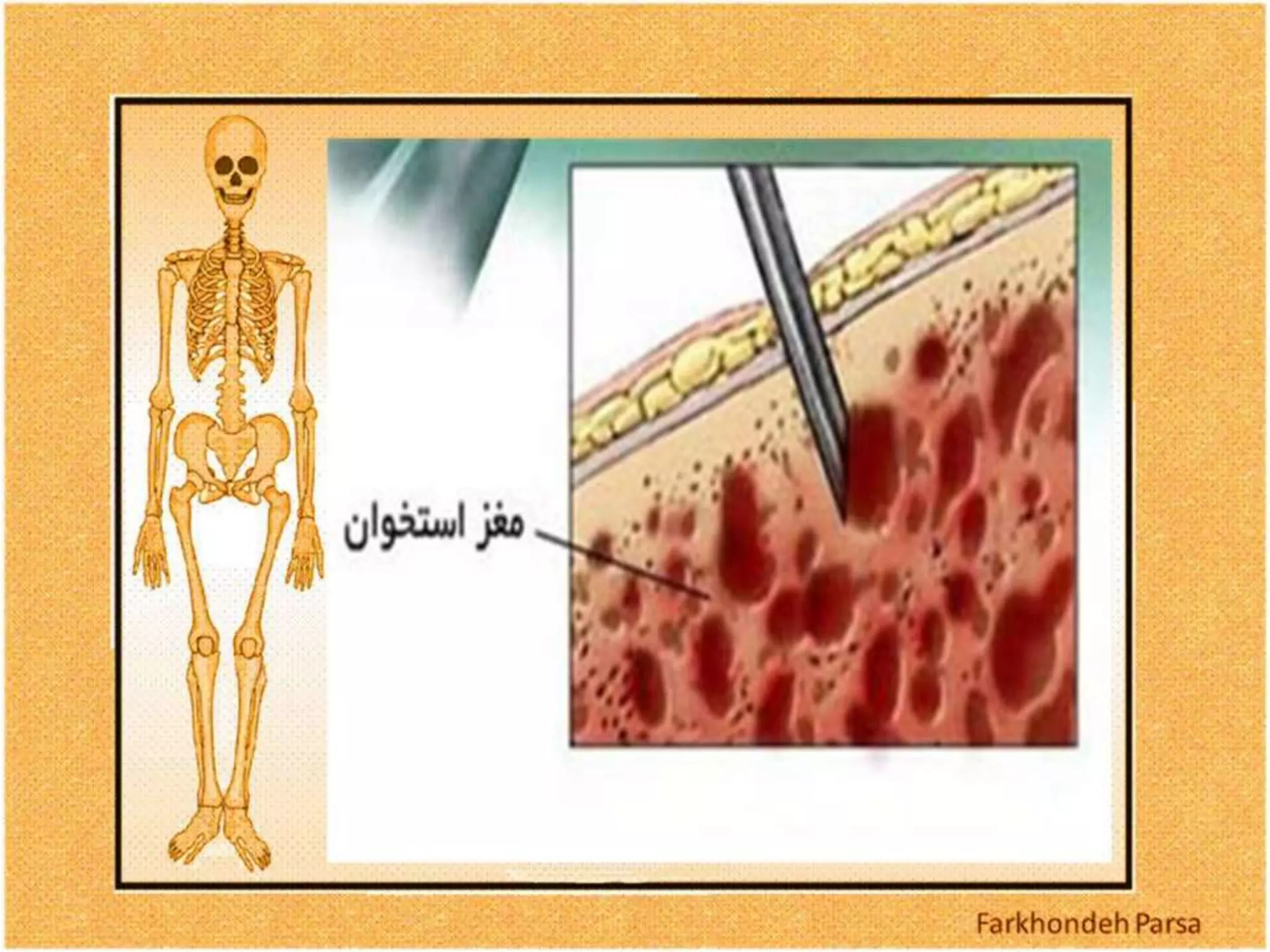 The human body skeleton- 3 | PPTX