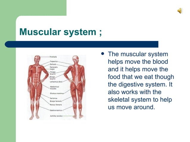 The human body system | PPT