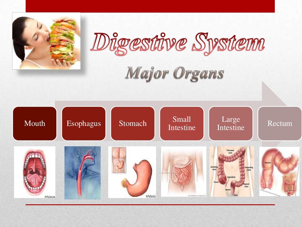 The Human Body Systems Ppt By Janella Yecyec The Human Body Systems Ppt By Janella Yecyec
