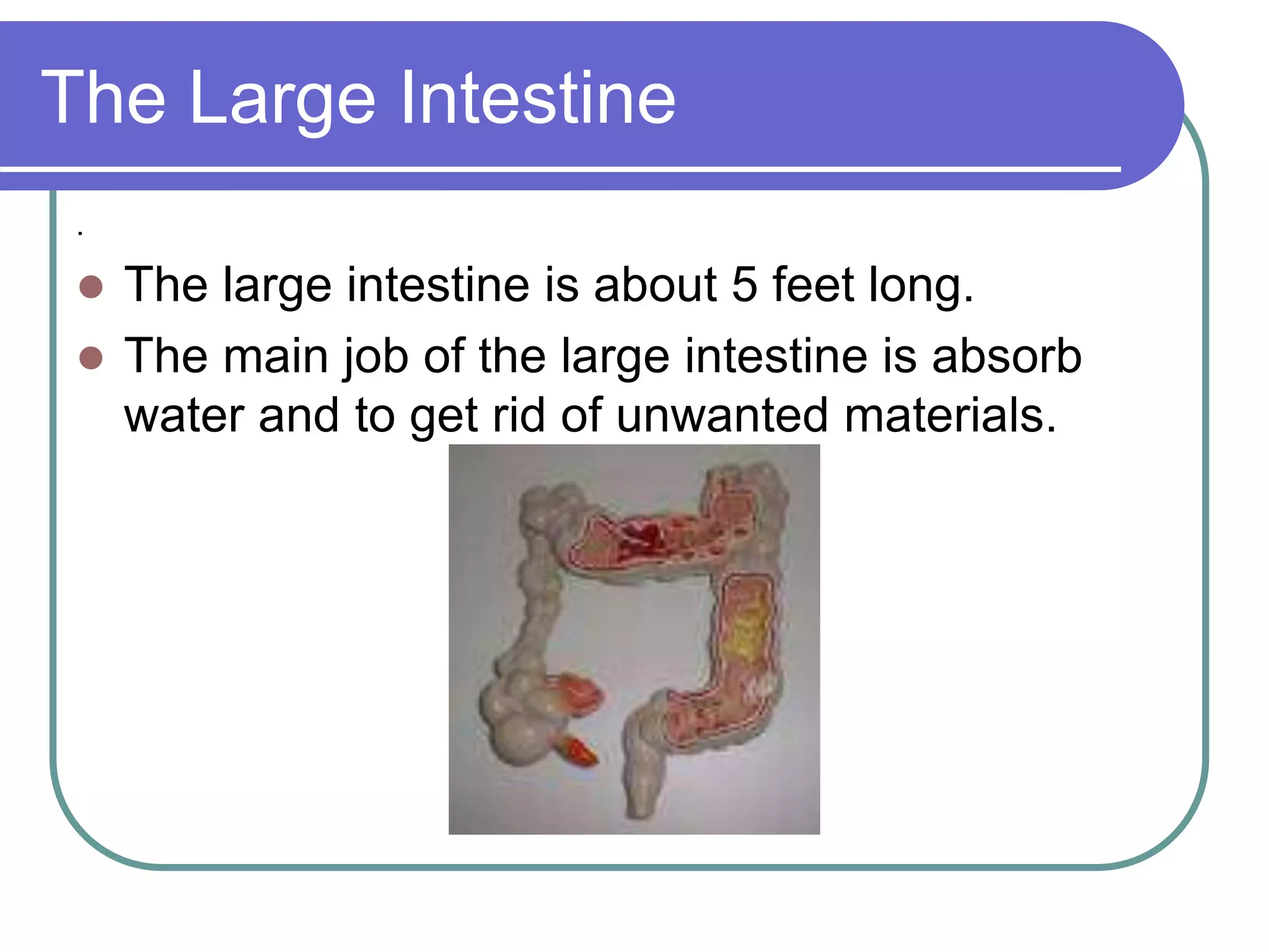The human body systems for kids (year 6 - revision) | PPT