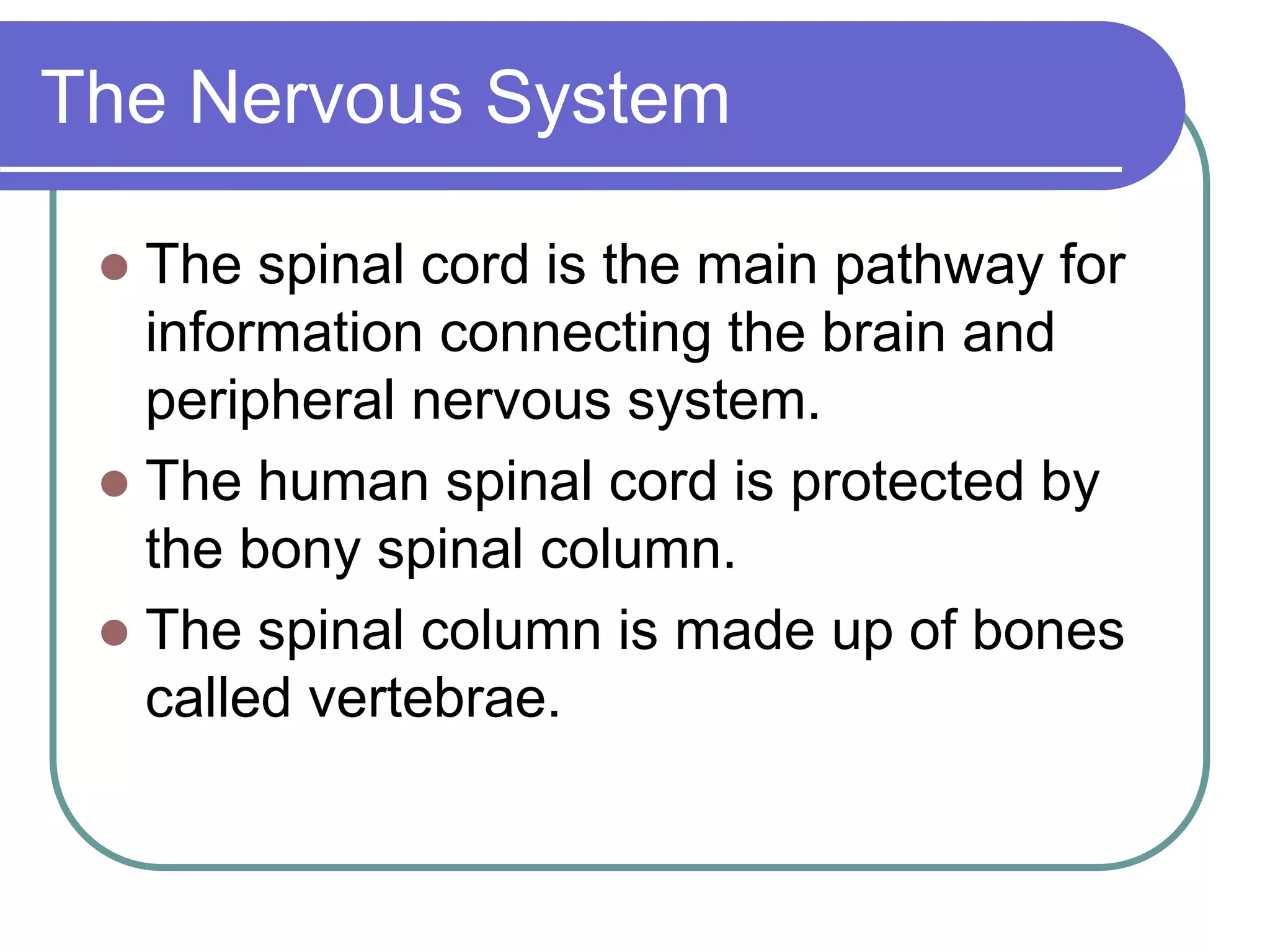 The human body systems for kids (year 6 - revision) | PPT