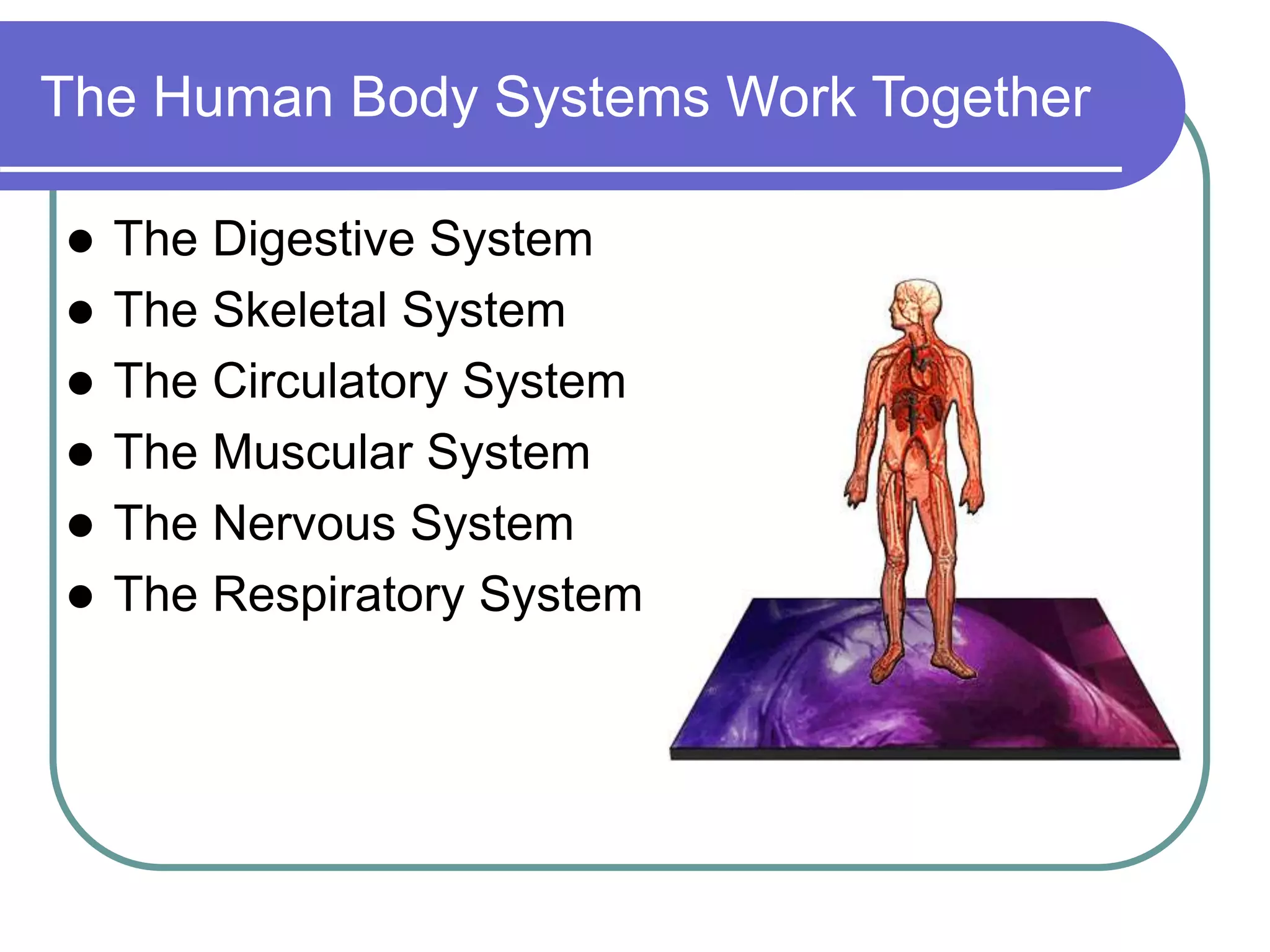 The human body systems for kids (year 6 - revision) | PPT