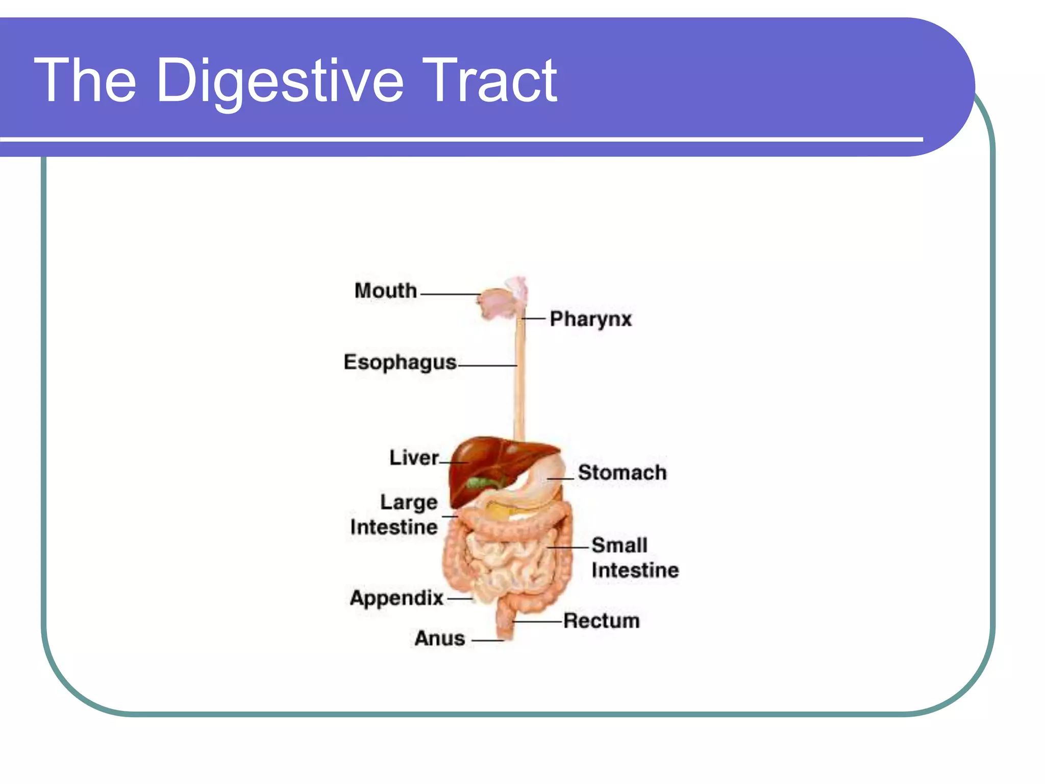 The human body systems for kids (year 6 - revision) | PPT