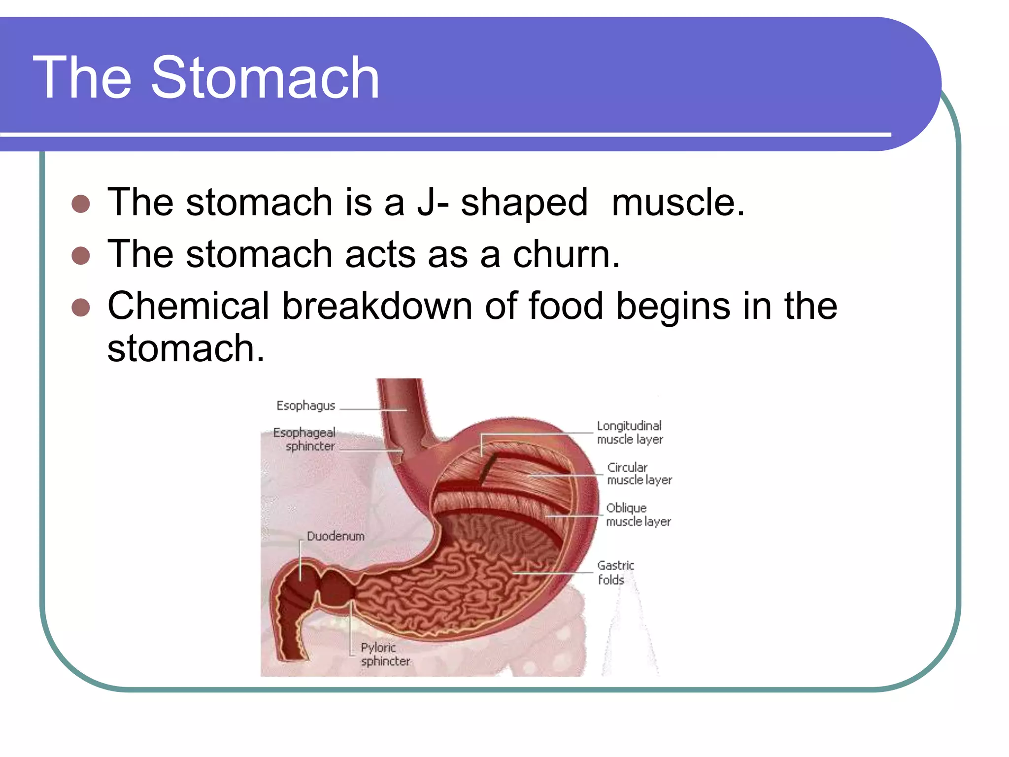 The human body systems for kids (year 6 - revision) | PPT
