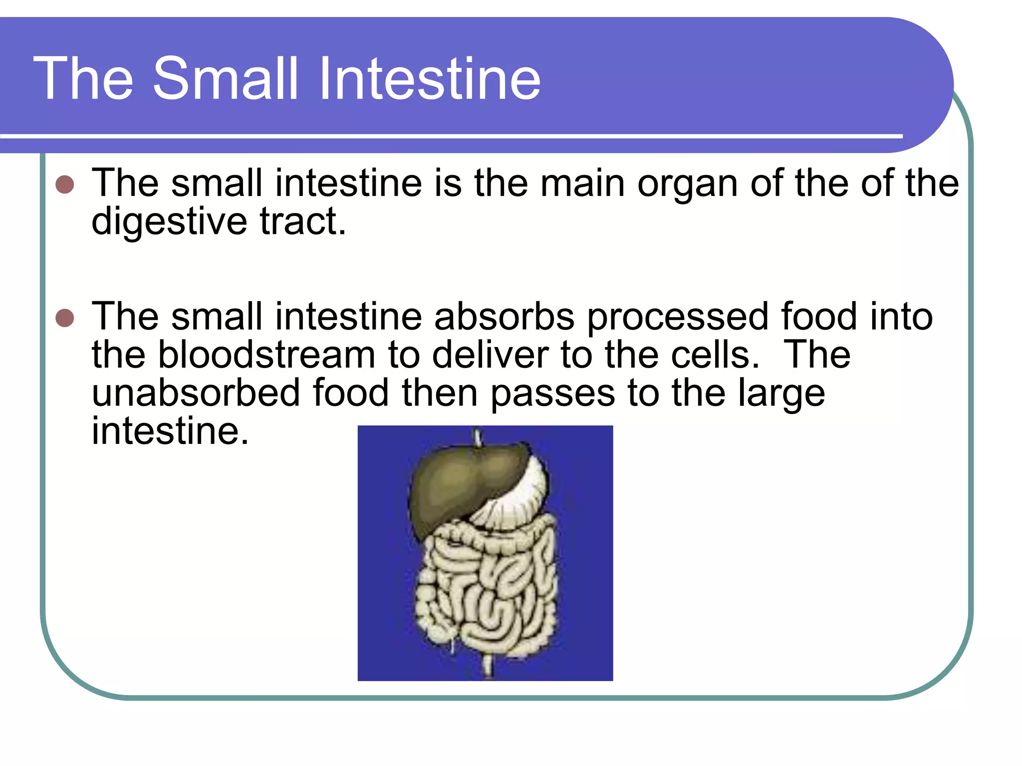 The human body systems for kids (year 6 - revision) | PPT