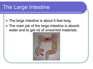 The human body systems for kids (year 6 - revision) | PPT