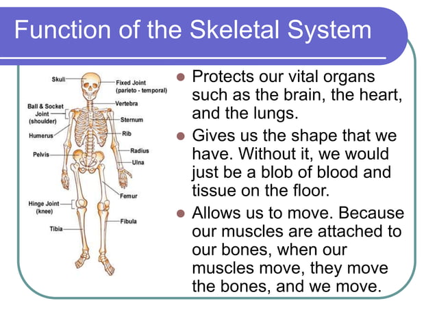 The human body systems for kids (year 6 - revision) | PPT
