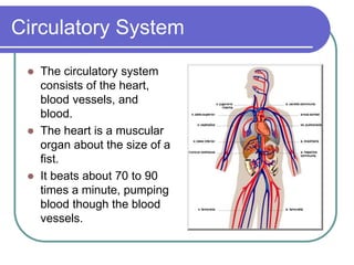 The human body systems for kids (year 6 - revision) | PPT