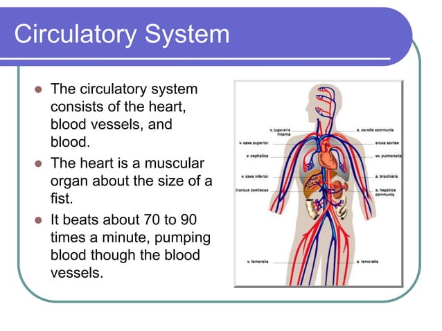 The human body systems for kids (year 6 - revision) | PPT