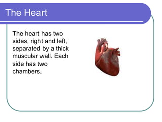 The human body systems for kids (year 6 - revision) | PPT