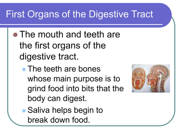 The human body systems for kids (year 6 - revision) | PPT