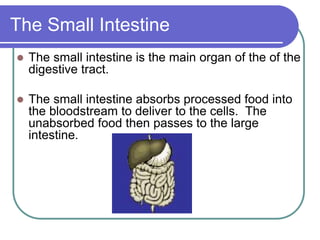The human body systems for kids (year 6 - revision) | PPT