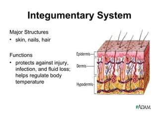 The human body systemsphatmtech | PPT