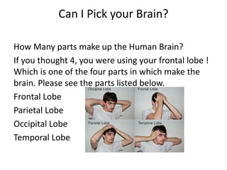 The human brain | PPT