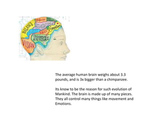 The human brain | PPT