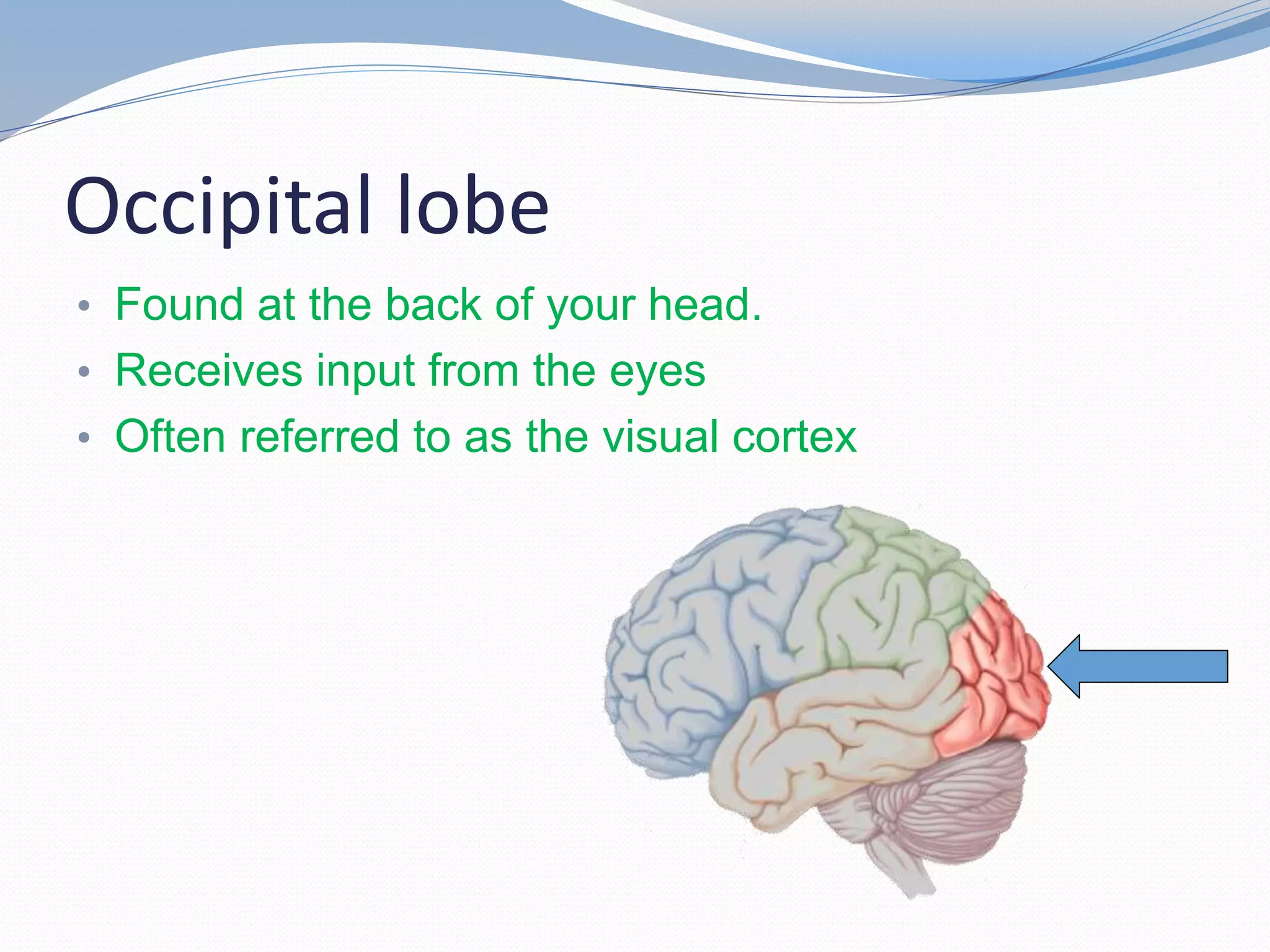 The human brain | PPTX