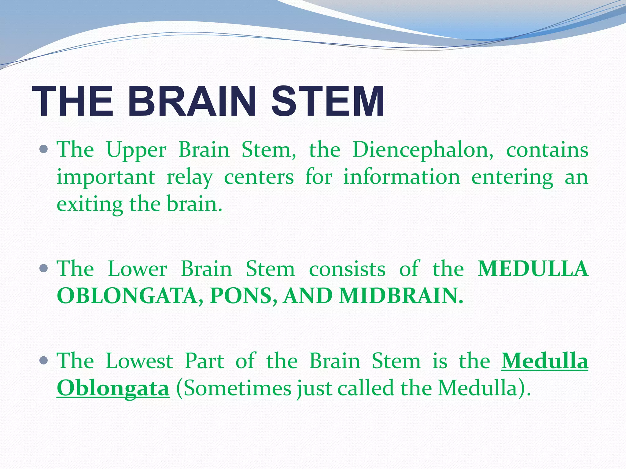 The human brain | PPTX