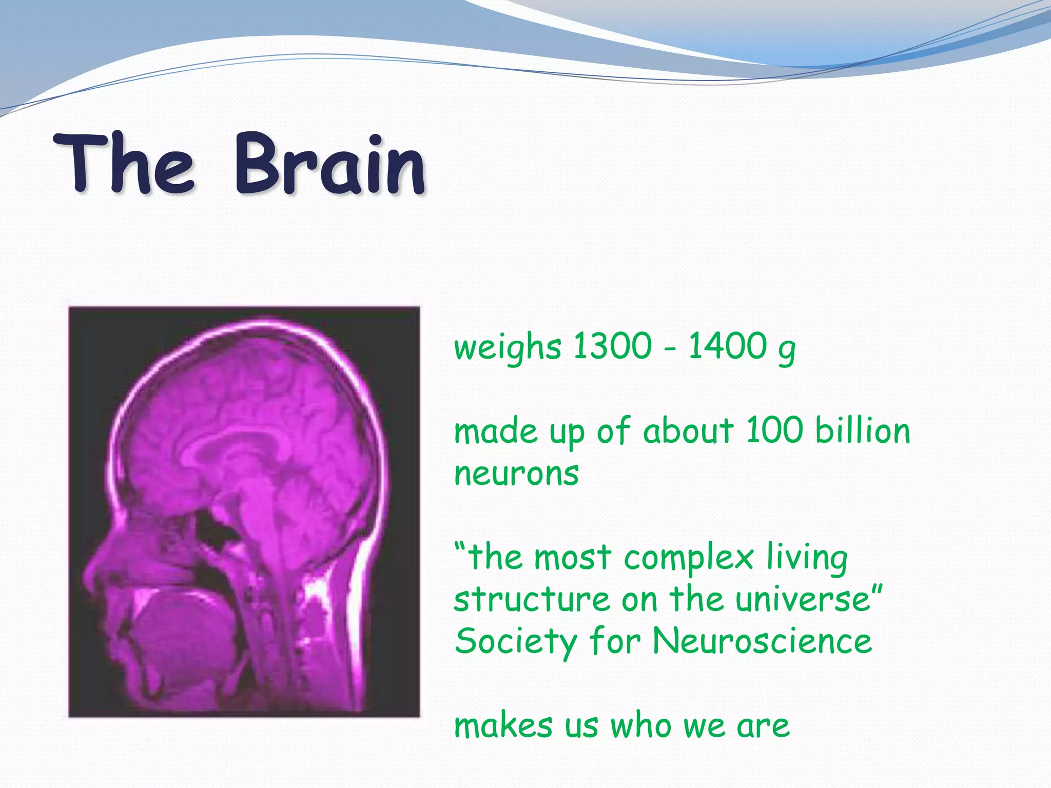 The human brain | PPTX