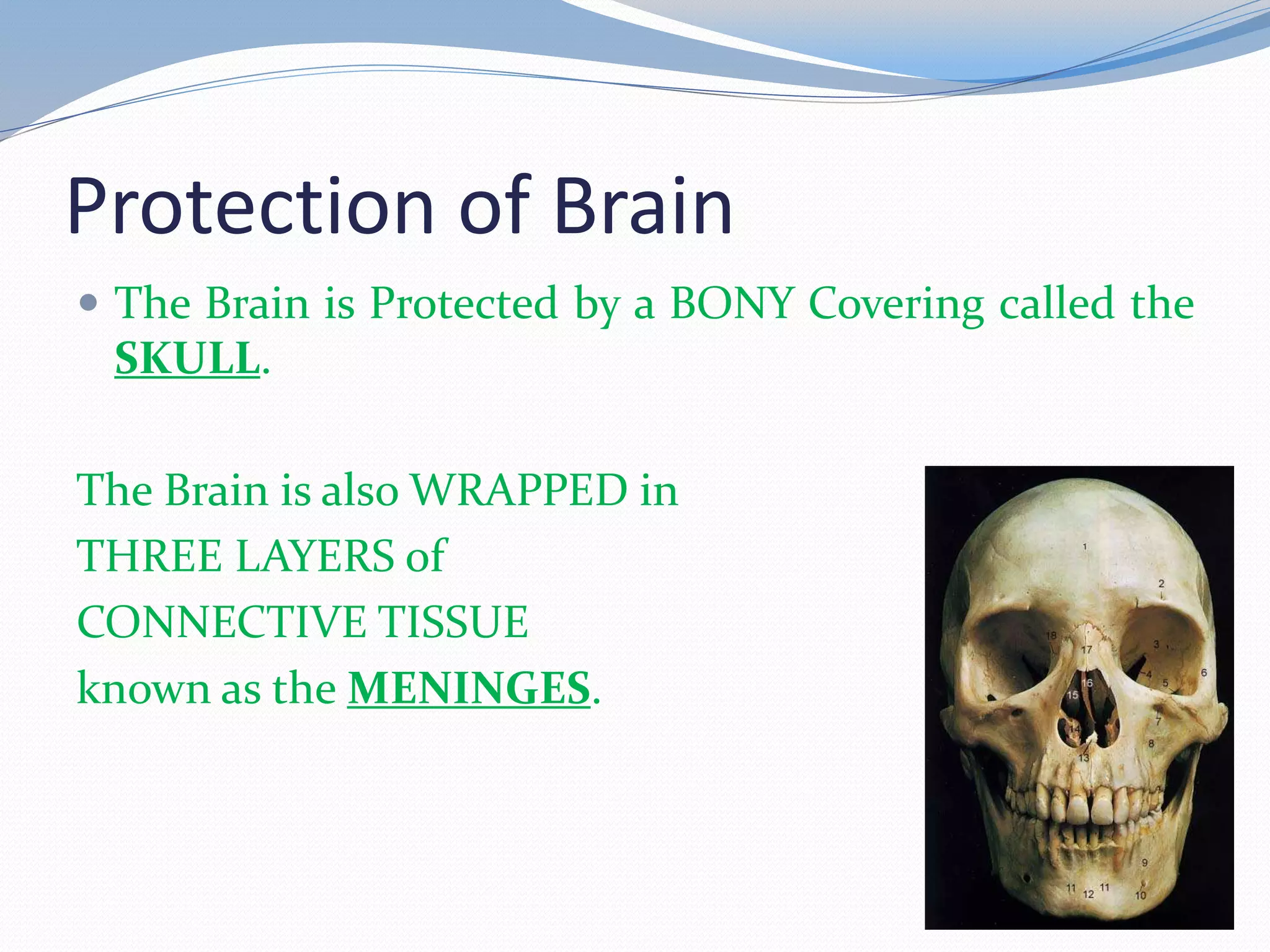 The human brain | PPTX | Brain and Nervous System Disorders | Diseases ...