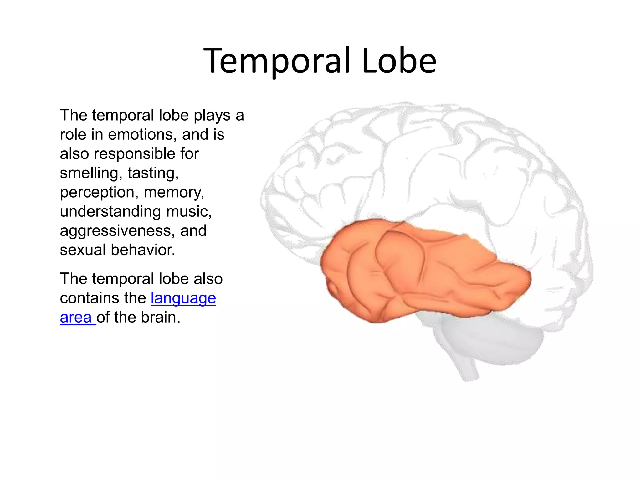 The human brain | PPTX