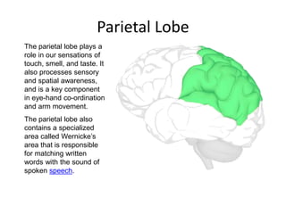 The human brain | PPTX