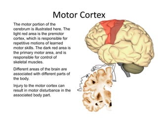 The human brain | PPTX