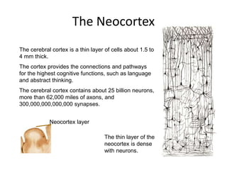 The human brain | PPTX
