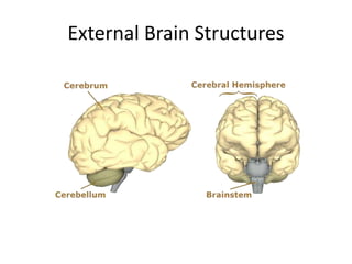 The human brain | PPTX