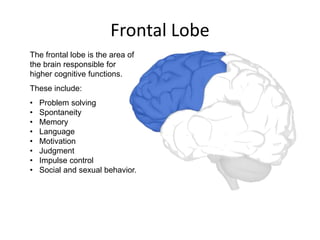 The human brain | PPTX