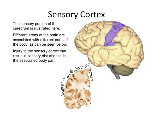 Sensory Cortex Sensory Cortex