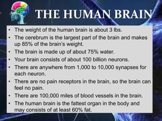 The human brain | PPT