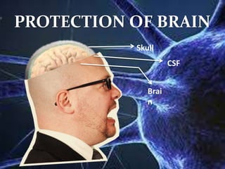 The human brain | PPT