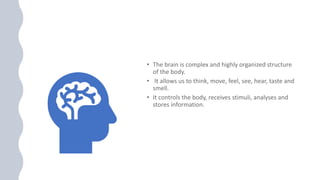 THE HUMAN BRAIN.pptx