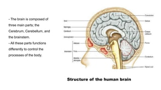 THE HUMAN BRAIN.pptx