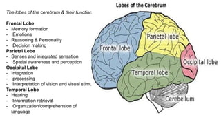 THE HUMAN BRAIN.pptx