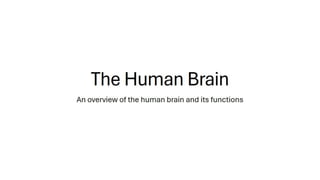 The Human Brain powerpoint presentation.pptx