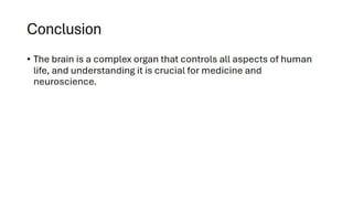 The Human Brain powerpoint presentation.pptx
