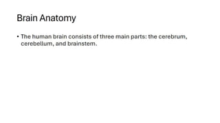 The Human Brain powerpoint presentation.pptx