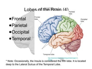 The Human Brain to present the structure of brain | PPTX