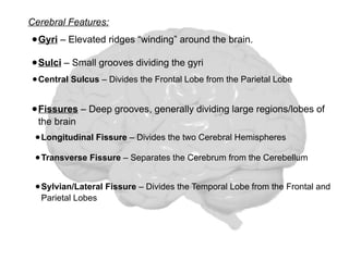The Human Brain to present the structure of brain | PPTX