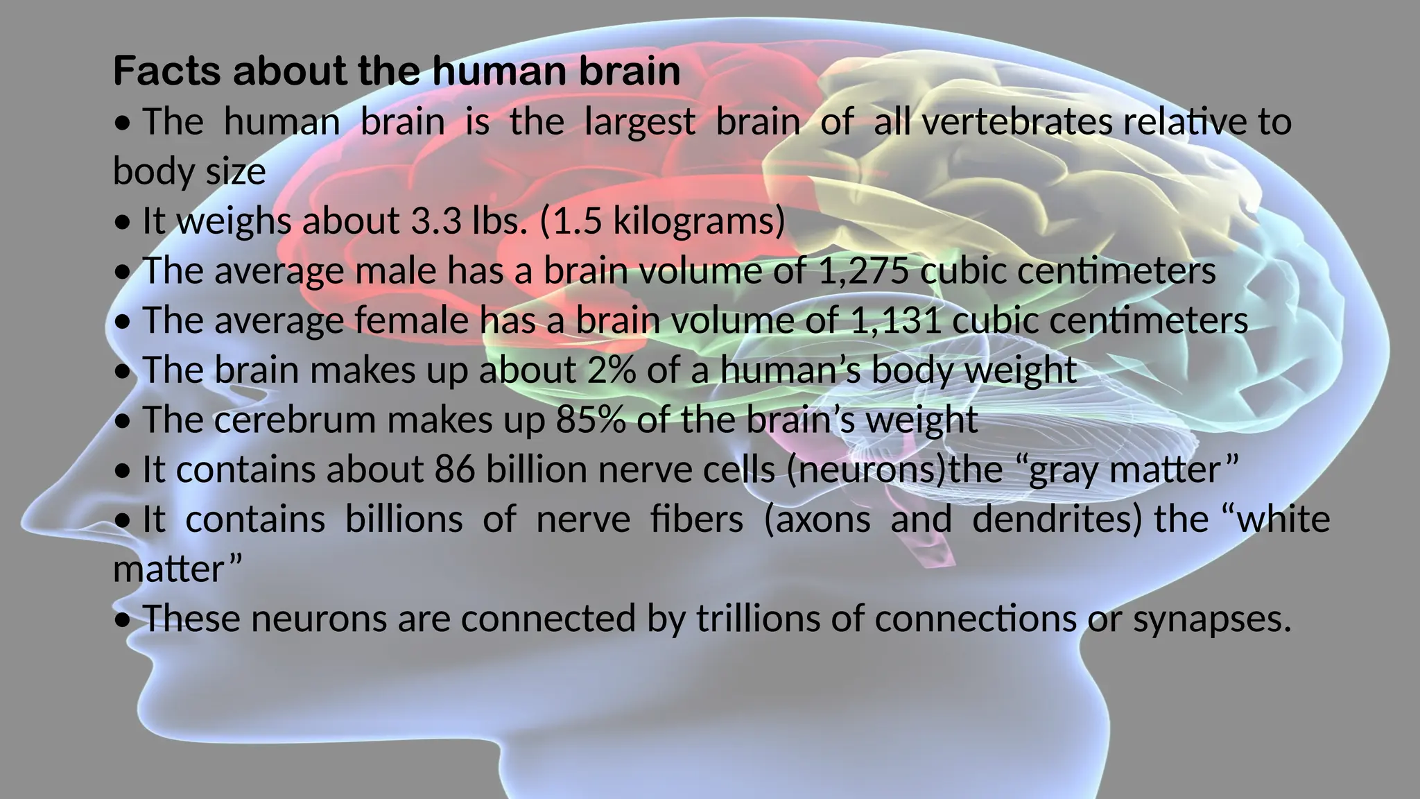THE HUMAN BRAIN AS THE NEURAL NETWORK.pptx
