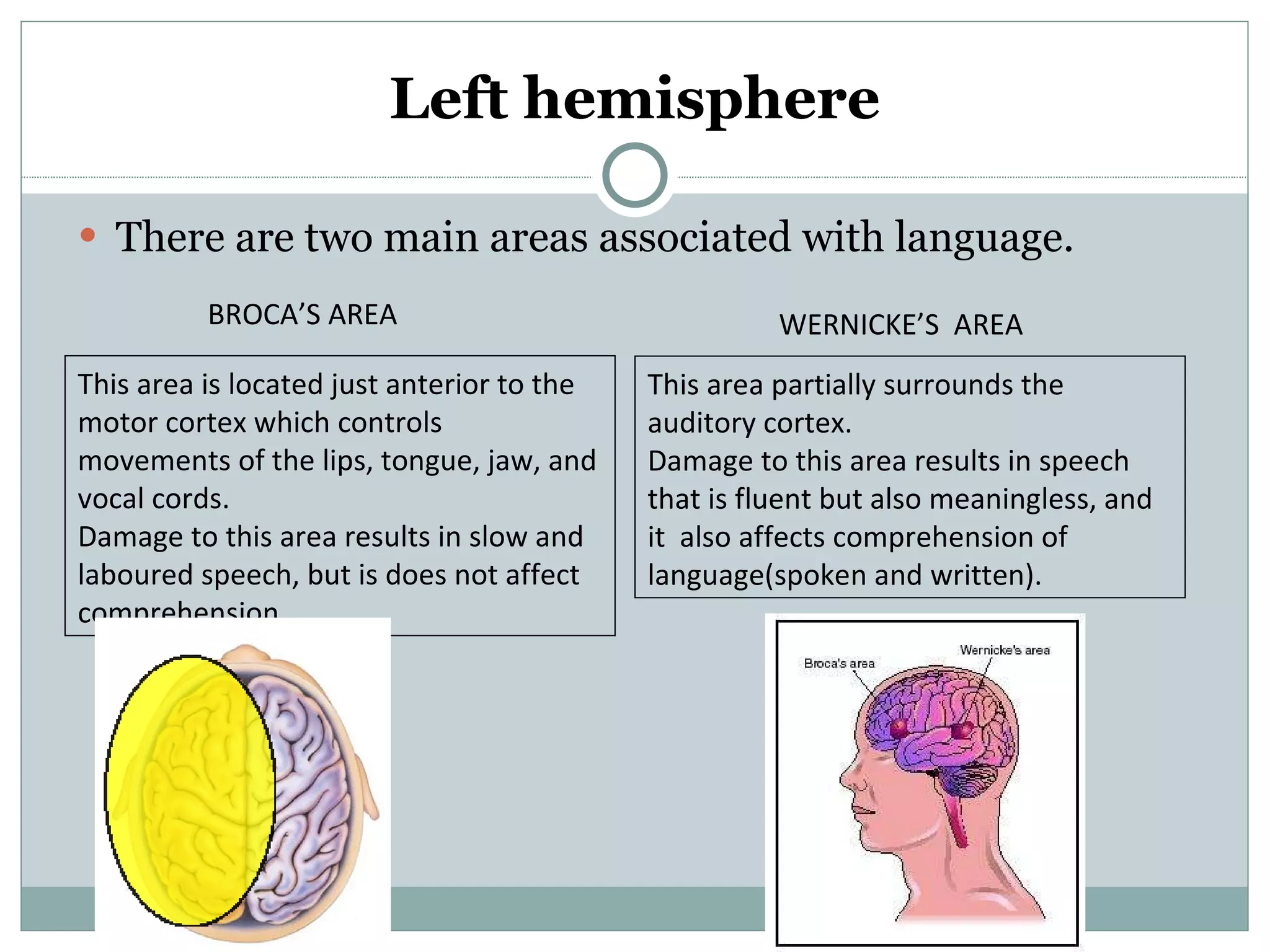 The human brain presentation | PPT