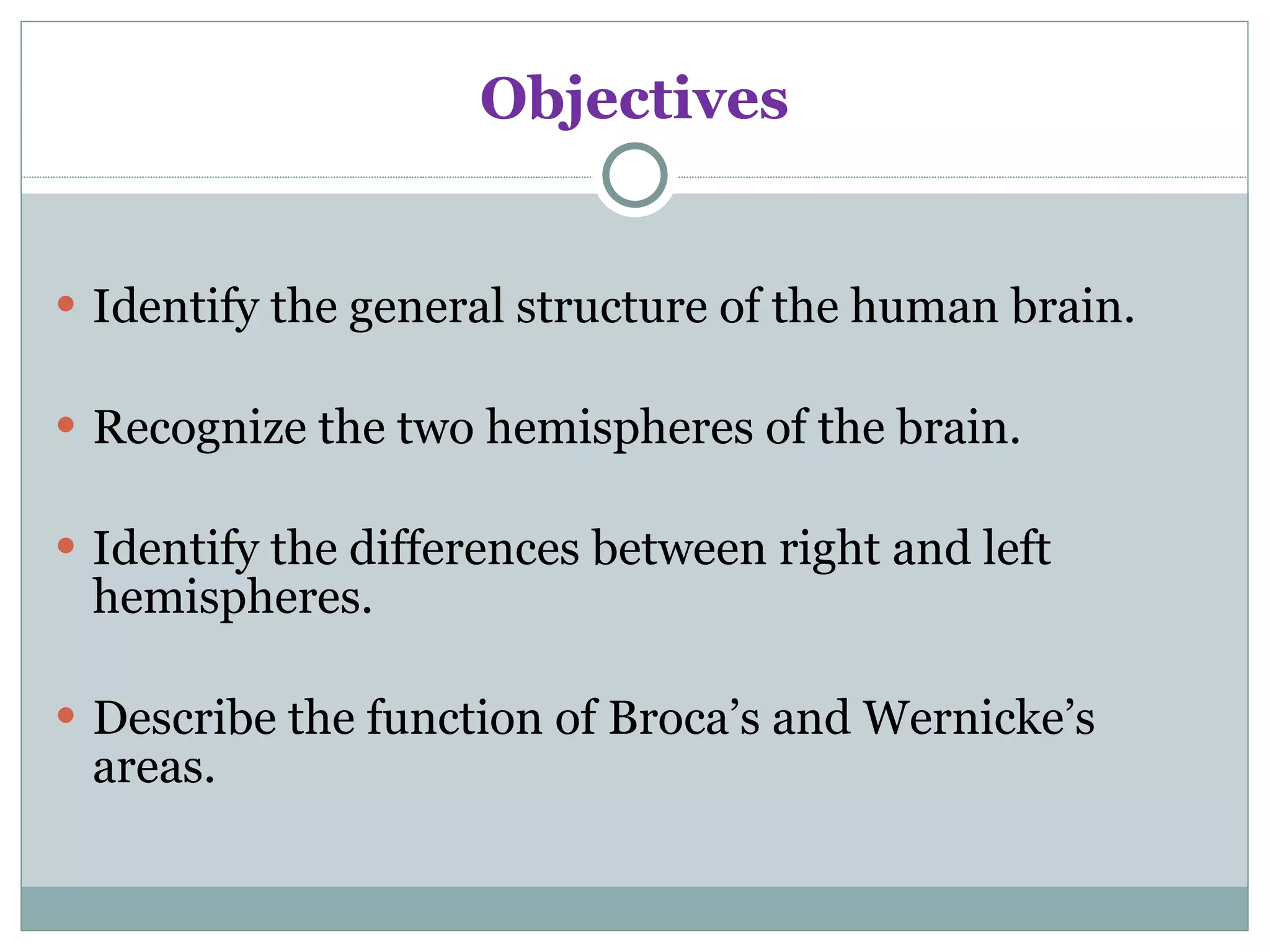 The human brain presentation | PPT