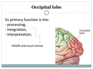 The human brain presentation | PPT