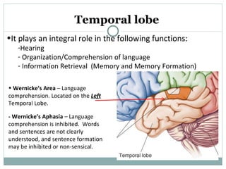 The human brain presentation | PPT