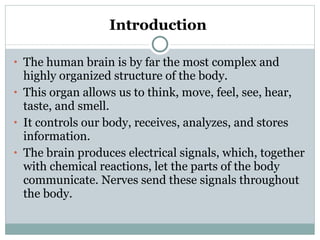 The human brain presentation | PPT