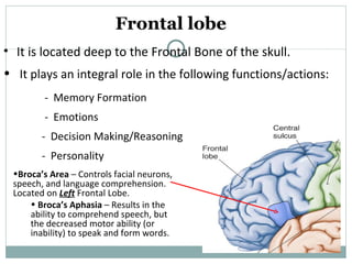 The human brain presentation | PPT