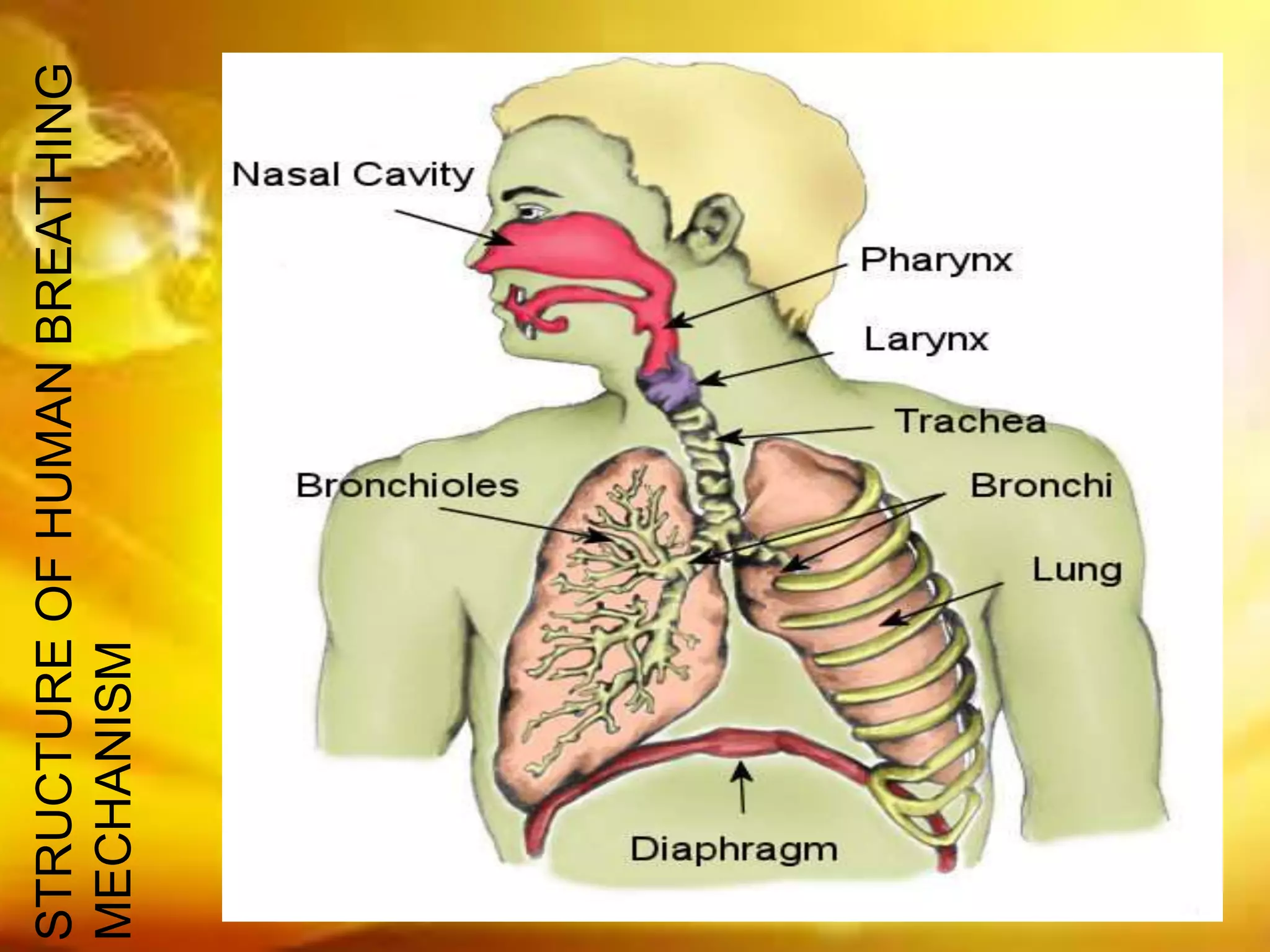The human breathing mechanism | PPTX