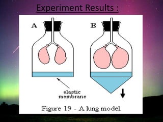 The human breathing mechanism | PPTX