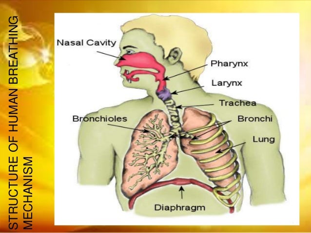 The human breathing mechanism